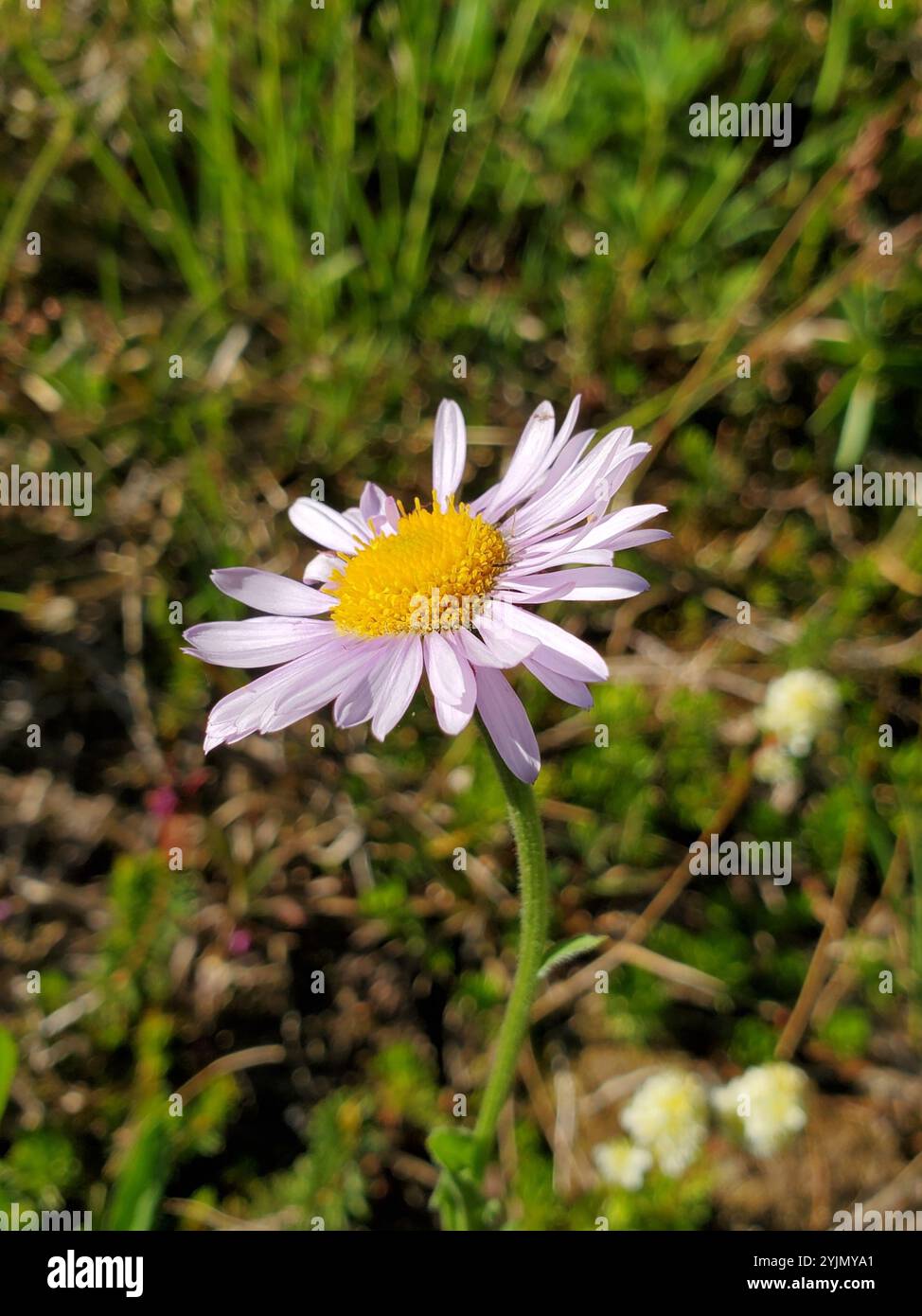 Subalpine Fleabane (Erigeron glacialis Stock Photo - Alamy