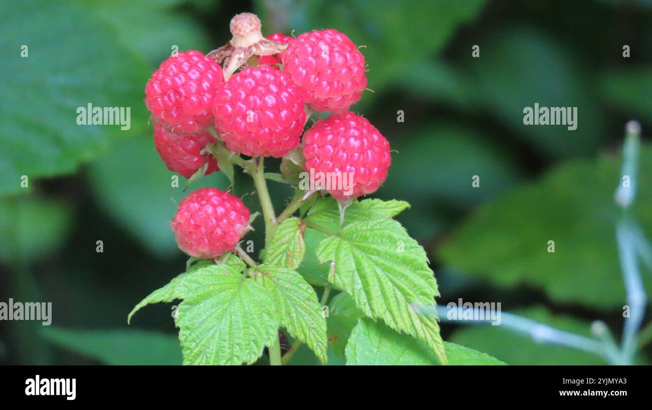 black raspberry (Rubus occidentalis Stock Photo - Alamy