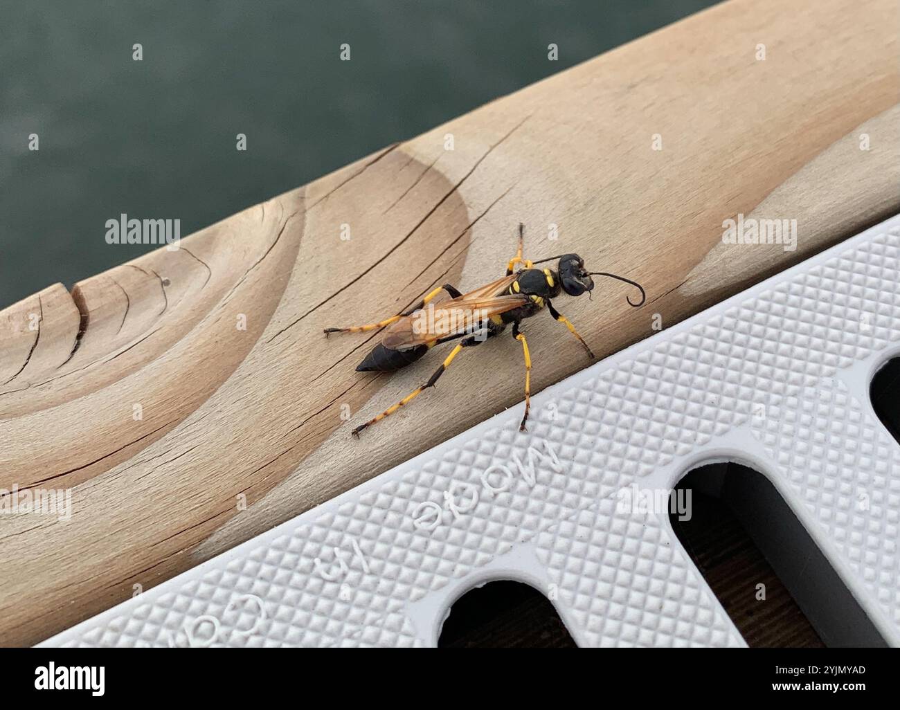 Yellow-legged Mud-dauber Wasp (Sceliphron caementarium Stock Photo - Alamy