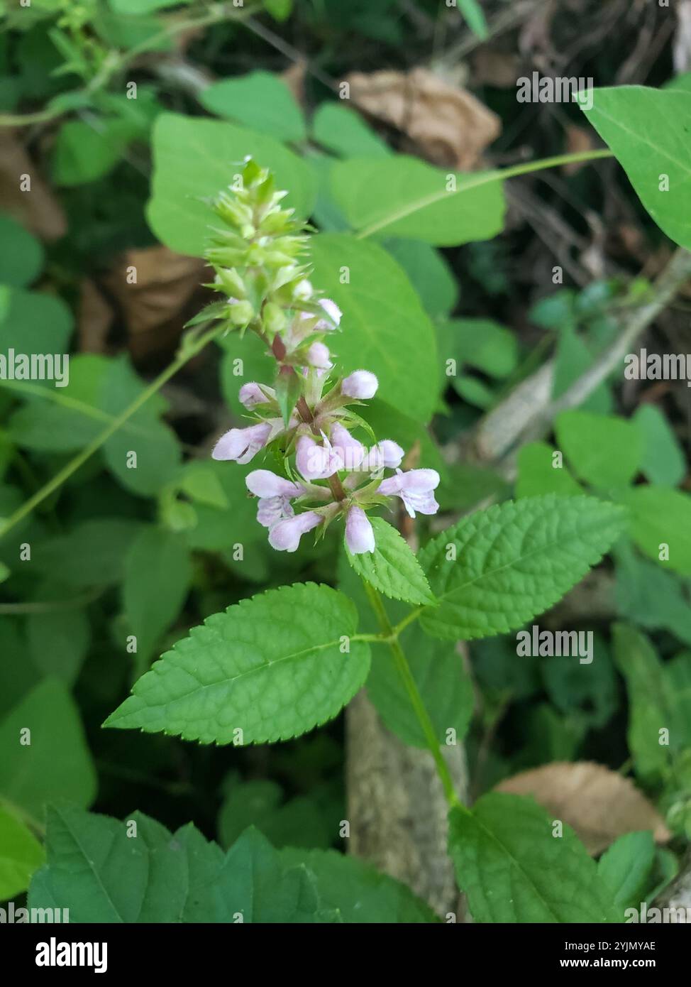 smooth hedgenettle (Stachys tenuifolia Stock Photo - Alamy