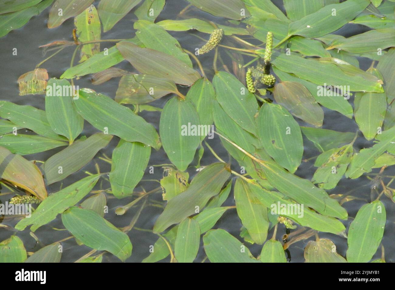 Longleaf Pondweed (Potamogeton nodosus Stock Photo - Alamy