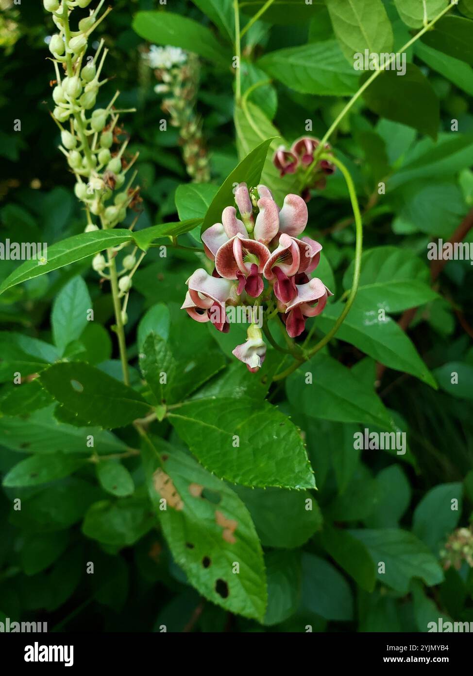 Apios americana hi-res stock photography and images - Alamy