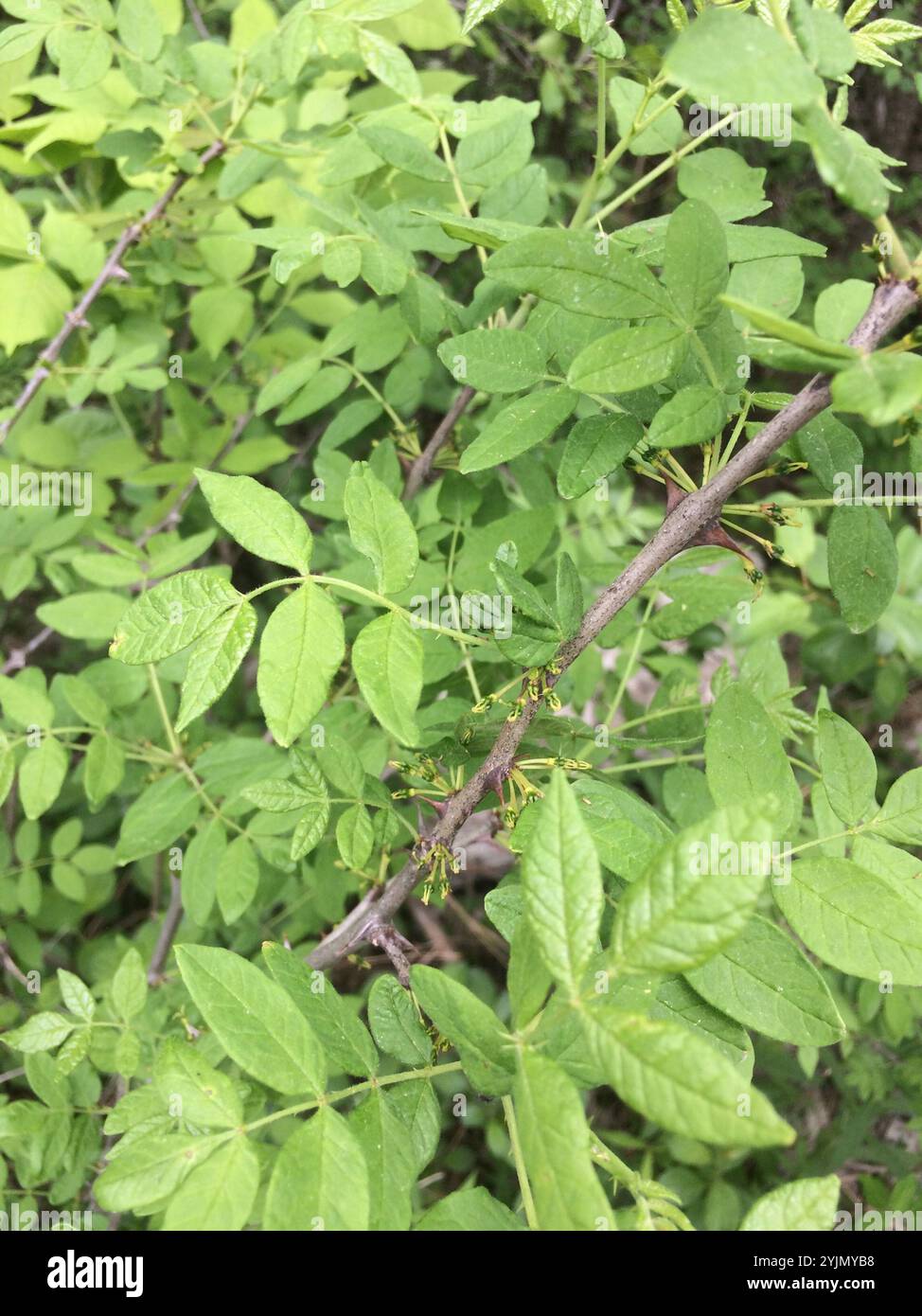 common prickly ash (Zanthoxylum americanum Stock Photo - Alamy