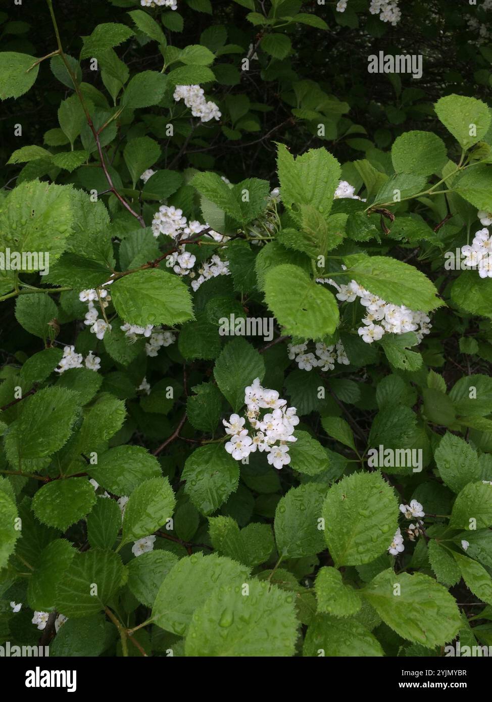Large-thorn hawthorn (Crataegus macracantha Stock Photo - Alamy