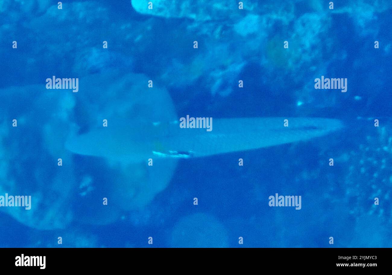 Cigar Wrasse (Cheilio inermis Stock Photo - Alamy