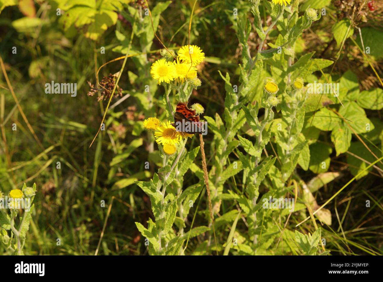 Common Fleabane (Pulicaria dysenterica Stock Photo - Alamy