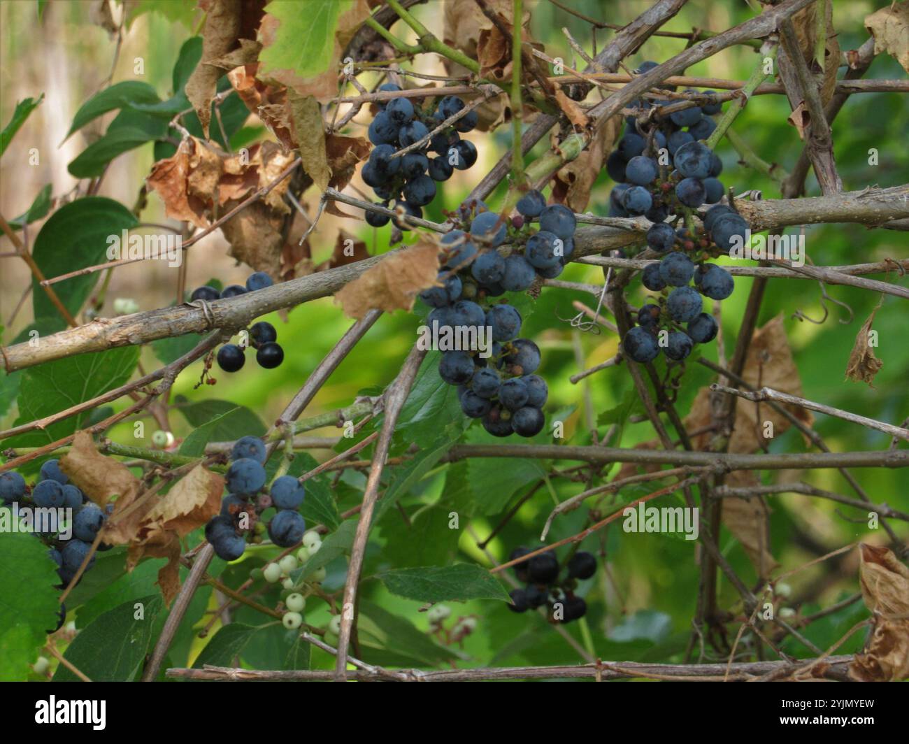 riverbank grape (Vitis riparia Stock Photo - Alamy