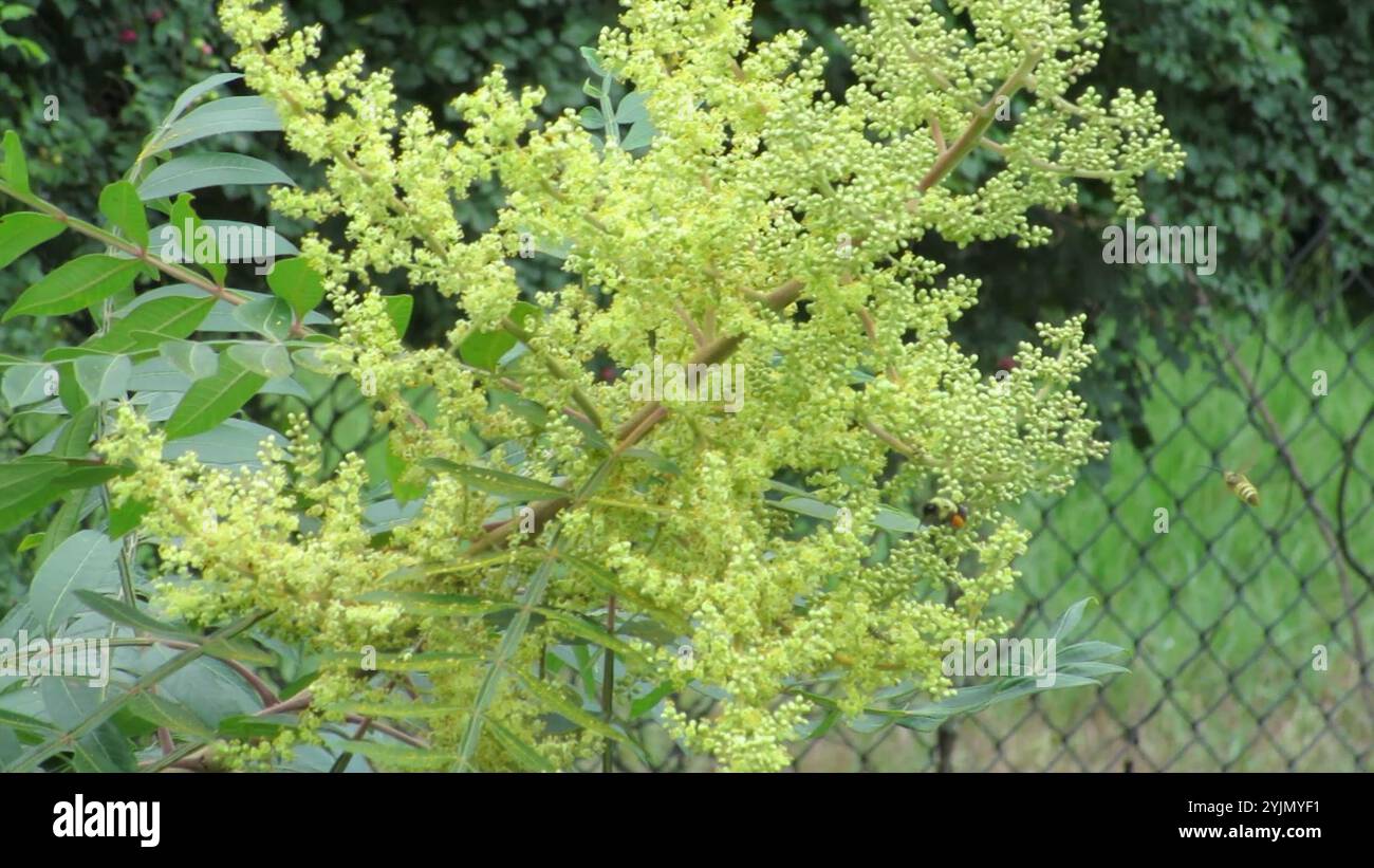 Bees and Apoid Wasps (Apoidea Stock Photo - Alamy