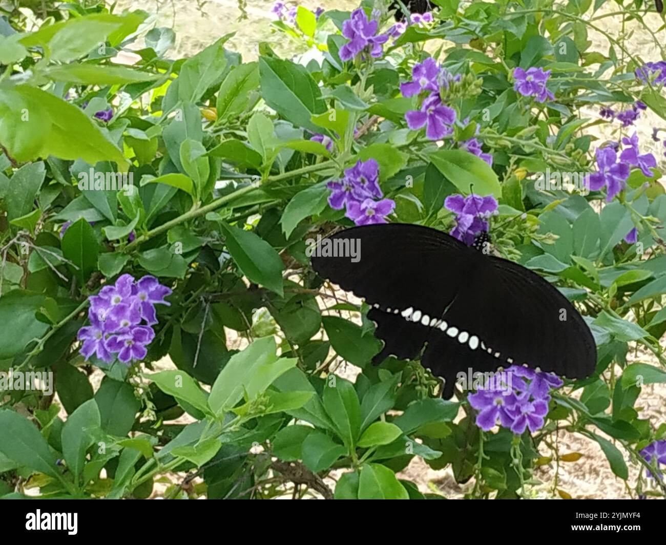 Common Mormon Swallowtail (Papilio polytes Stock Photo - Alamy