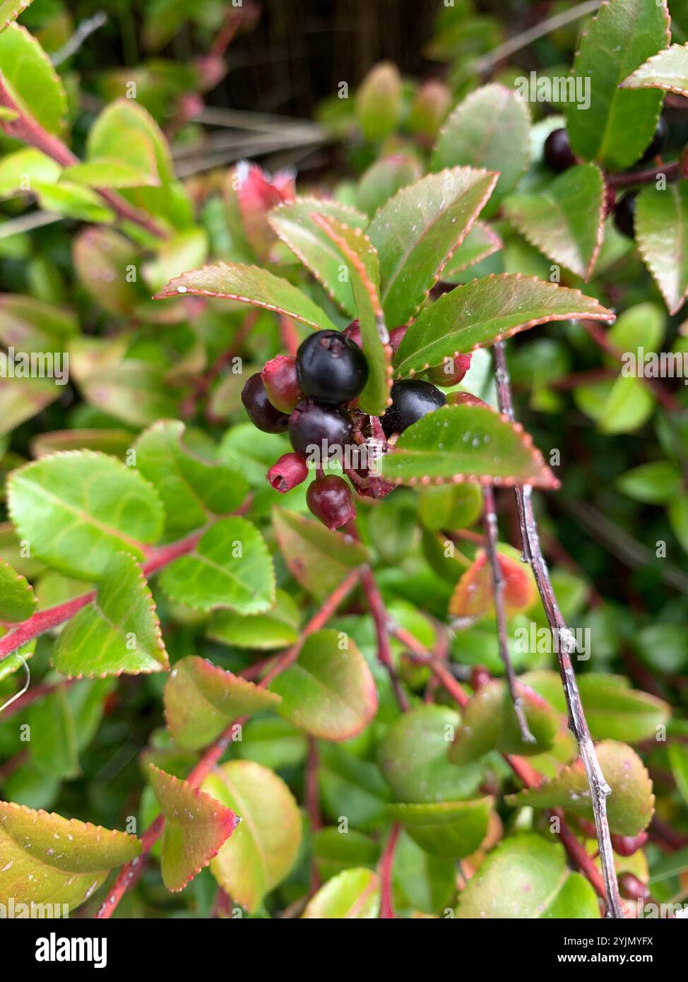 Evergreen Huckleberry (Vaccinium ovatum Stock Photo - Alamy
