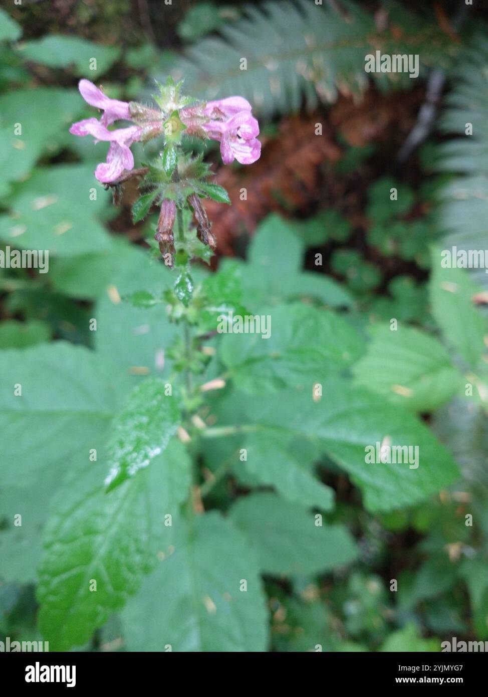 Coastal Hedge-nettle (Stachys chamissonis Stock Photo - Alamy
