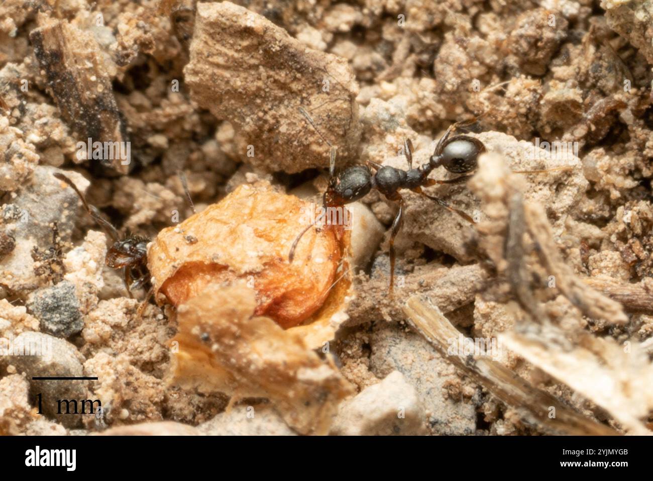Big-headed Ants (Pheidole Stock Photo - Alamy