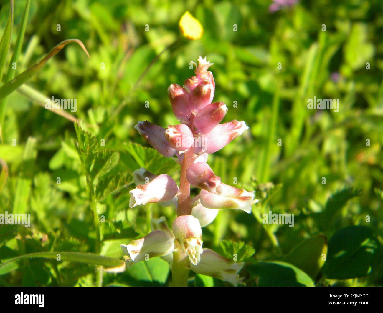 Pale Viooltjie (Lachenalia pallida Stock Photo - Alamy