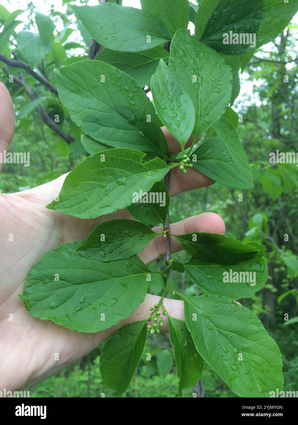 American bittersweet (Celastrus scandens Stock Photo - Alamy