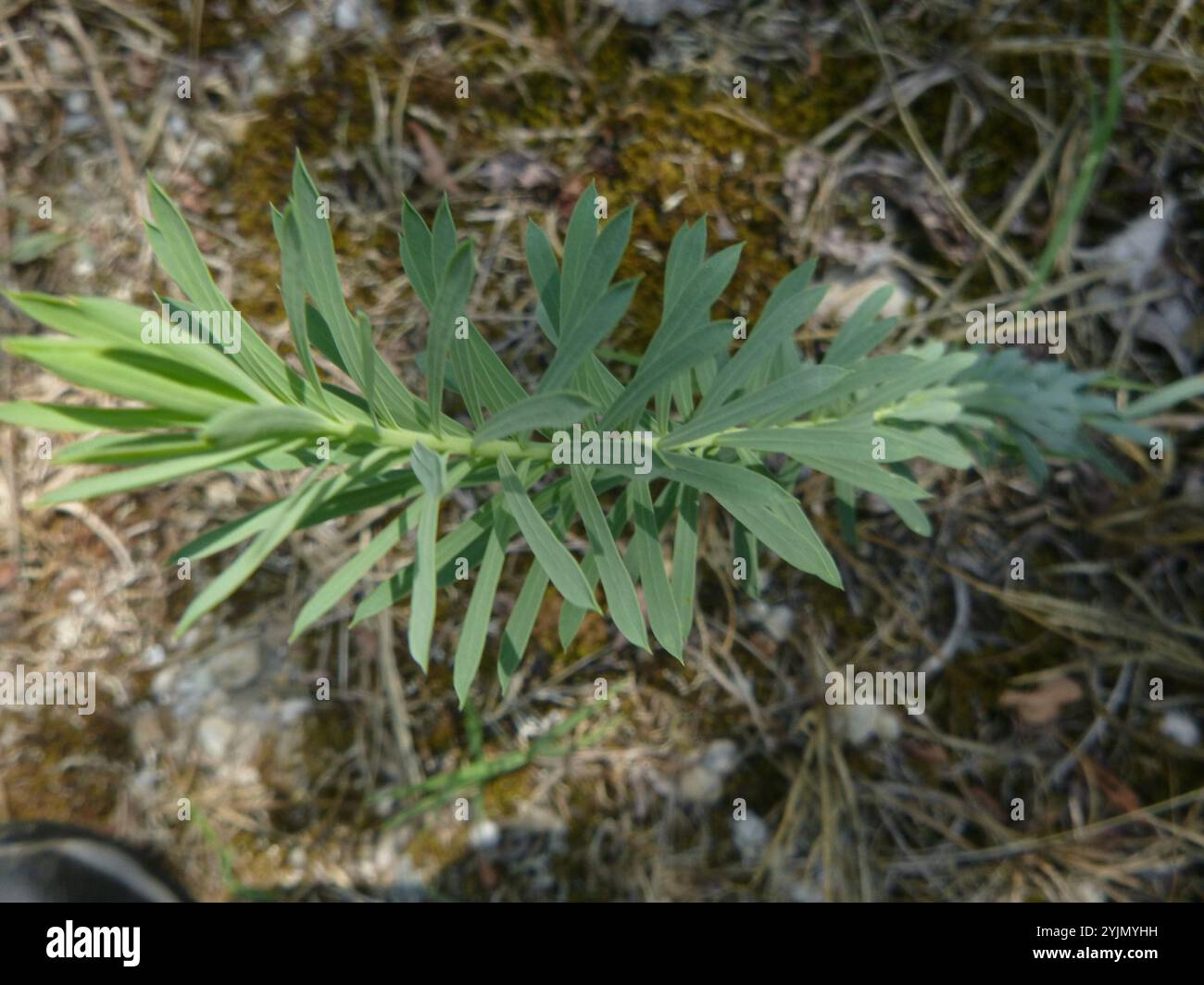 steppe spurge (Euphorbia seguieriana Stock Photo - Alamy