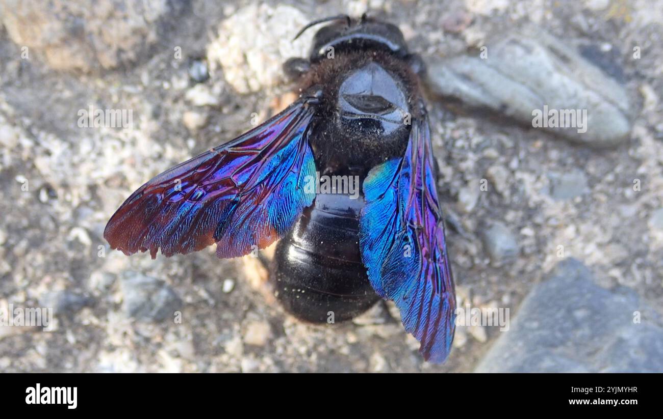Violet Carpenter Bee (Xylocopa violacea Stock Photo - Alamy