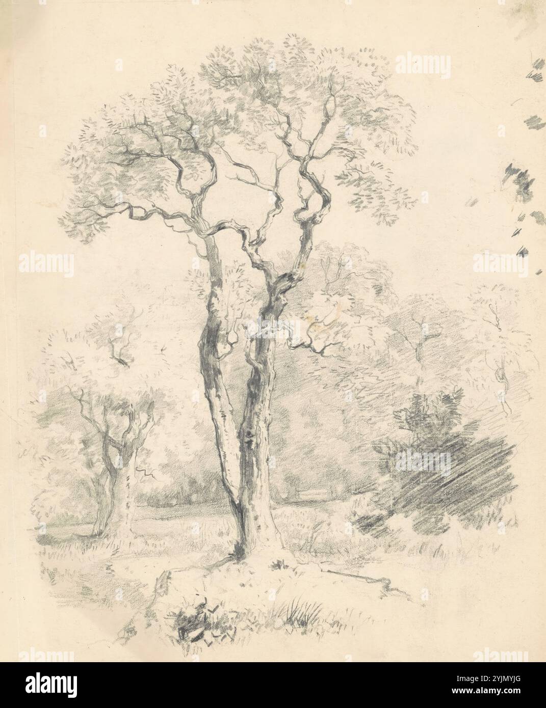 A Glade of Trees, c. 1835-1840, graphite on wove paper, sheet: 28.26 × ...