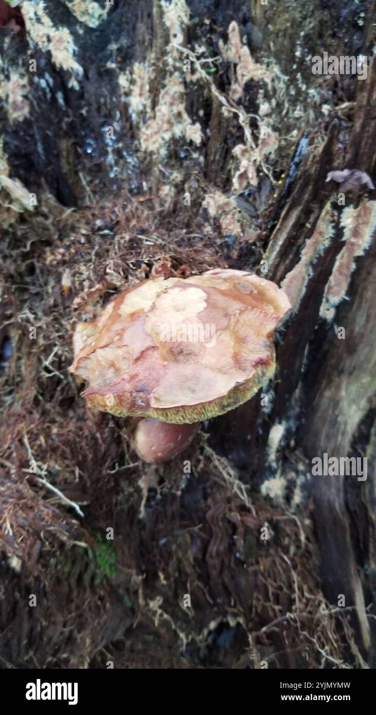 Two colored bolete hi-res stock photography and images - Alamy