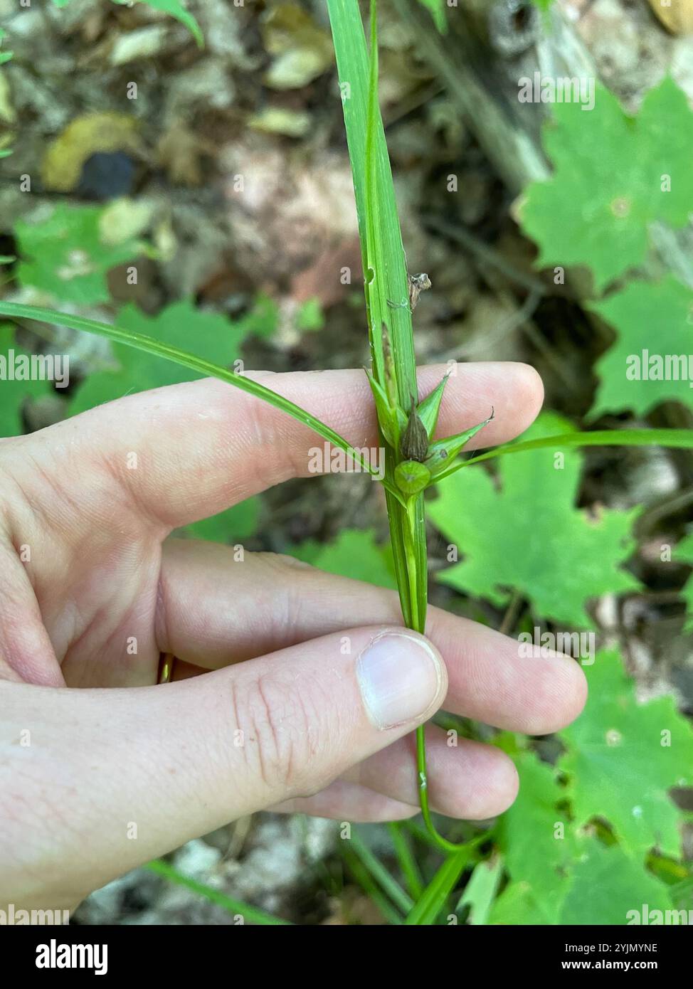 bladder sedge (Carex intumescens Stock Photo - Alamy
