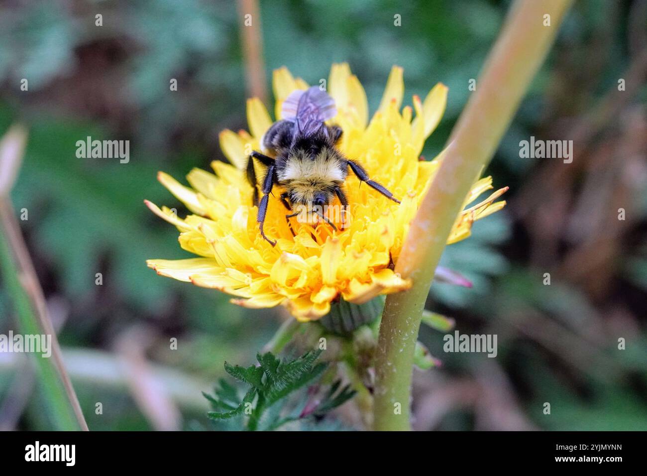 Yellow-faced Bumble Bee (Bombus vosnesenskii Stock Photo - Alamy