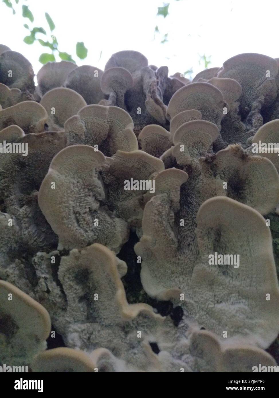 Mossy Maze Polypore (Cerrena unicolor Stock Photo - Alamy