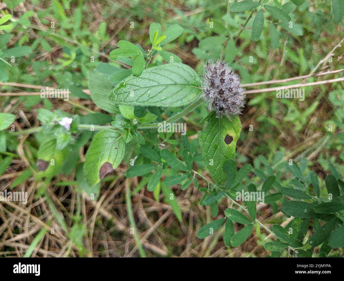 Wild Basil (Clinopodium vulgare Stock Photo - Alamy