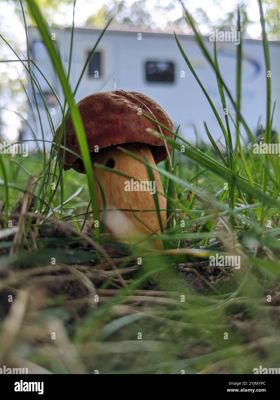 Red-mouth Bolete (Neoboletus subvelutipes Stock Photo - Alamy