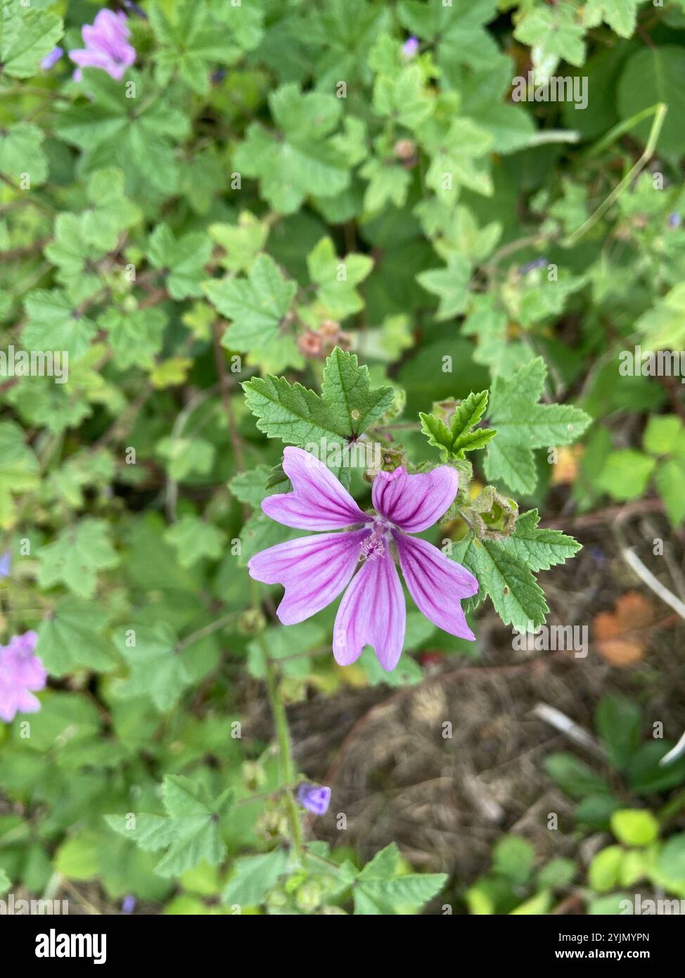 Common Mallow (Malva sylvestris Stock Photo - Alamy