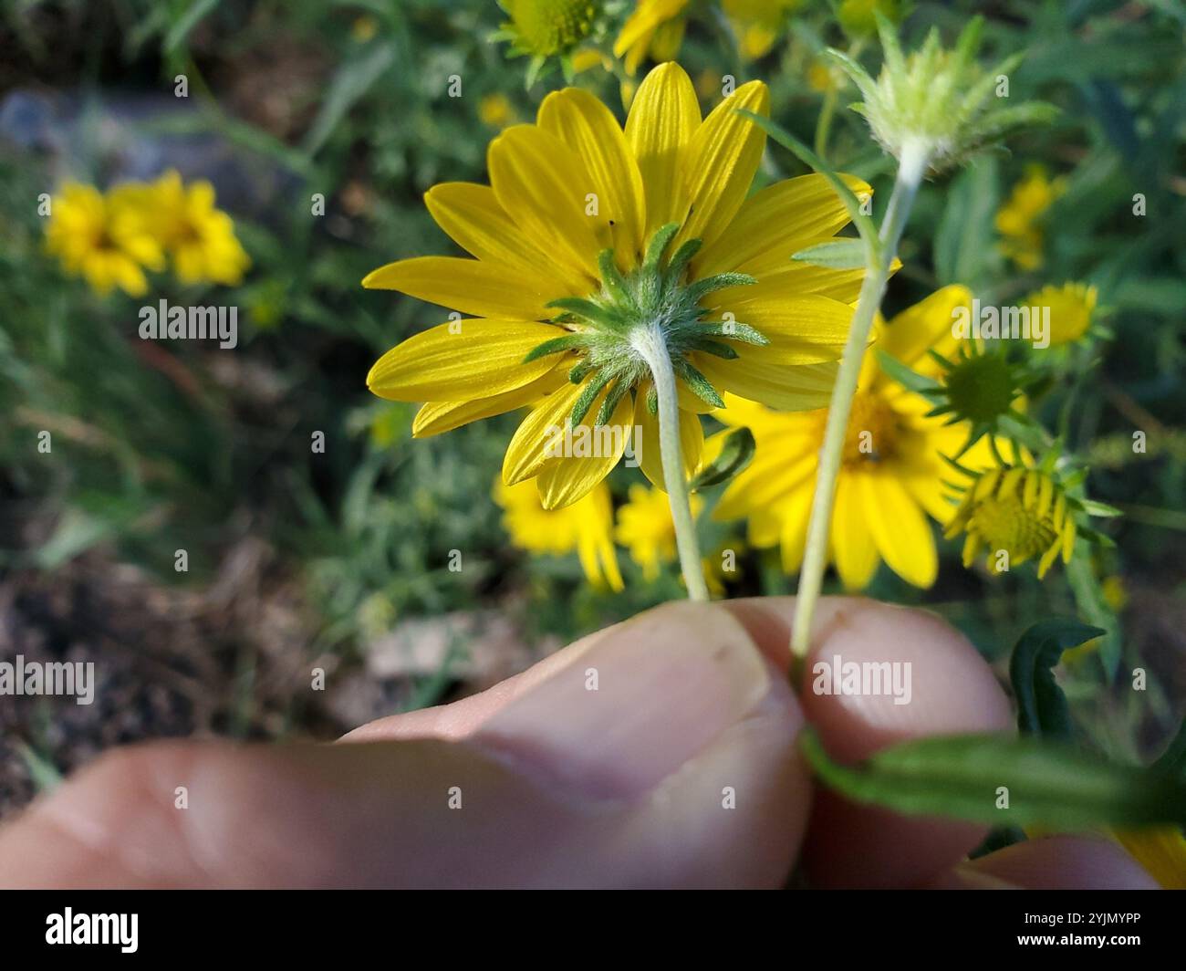 Showy goldeneye hi-res stock photography and images - Alamy