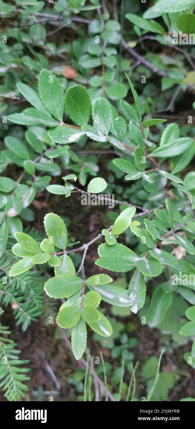Oregon Boxwood (Paxistima myrsinites Stock Photo - Alamy
