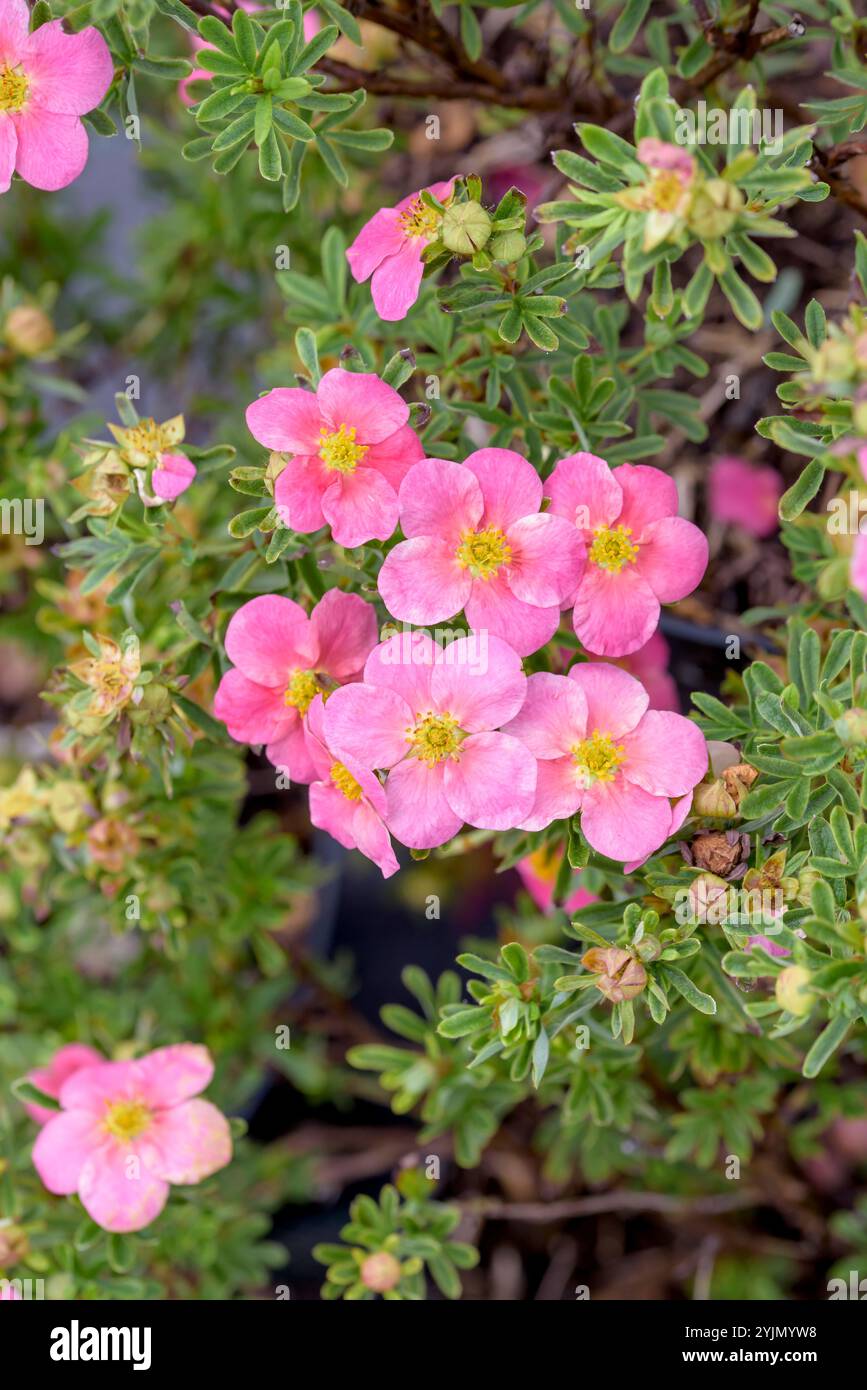 Fingerstrauch, Potentilla fruticosa BELLISSIMA,, Finger bush Stock ...
