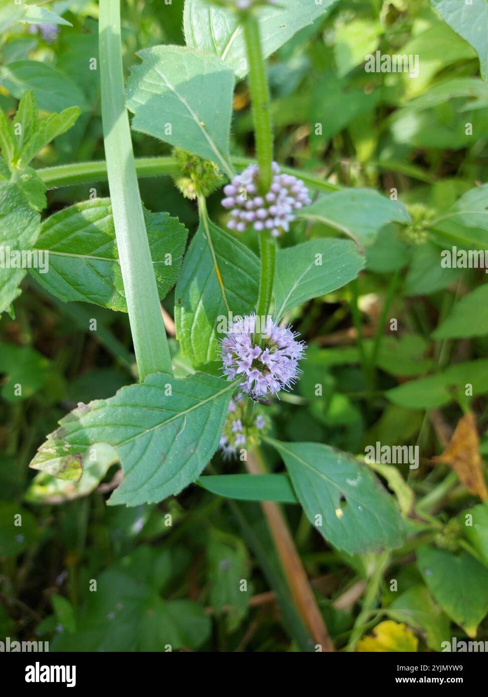 corn mint (Mentha arvensis Stock Photo - Alamy