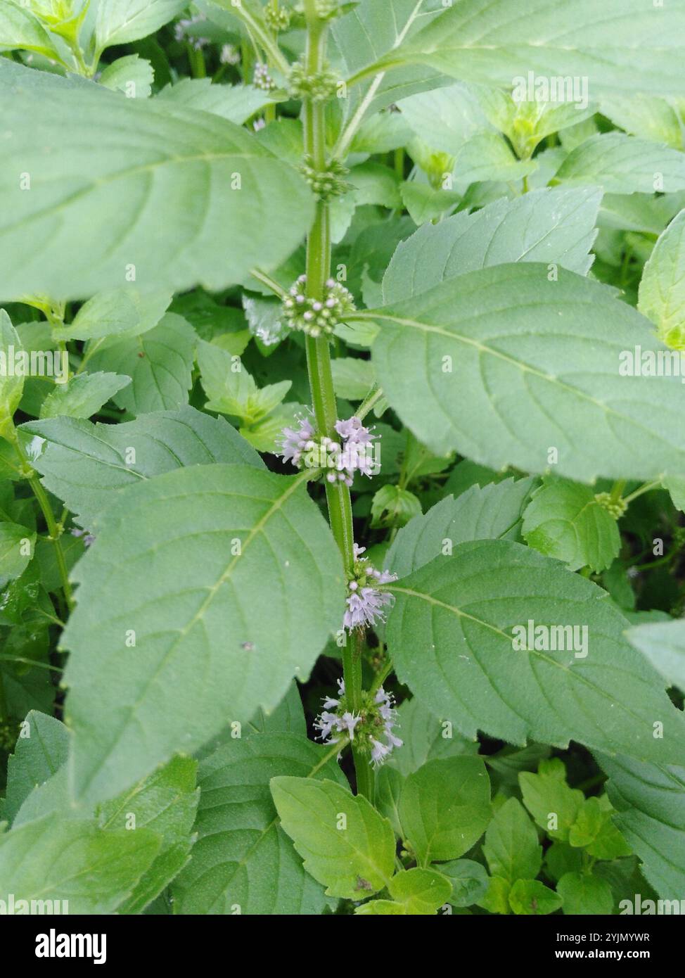 corn mint (Mentha arvensis Stock Photo - Alamy