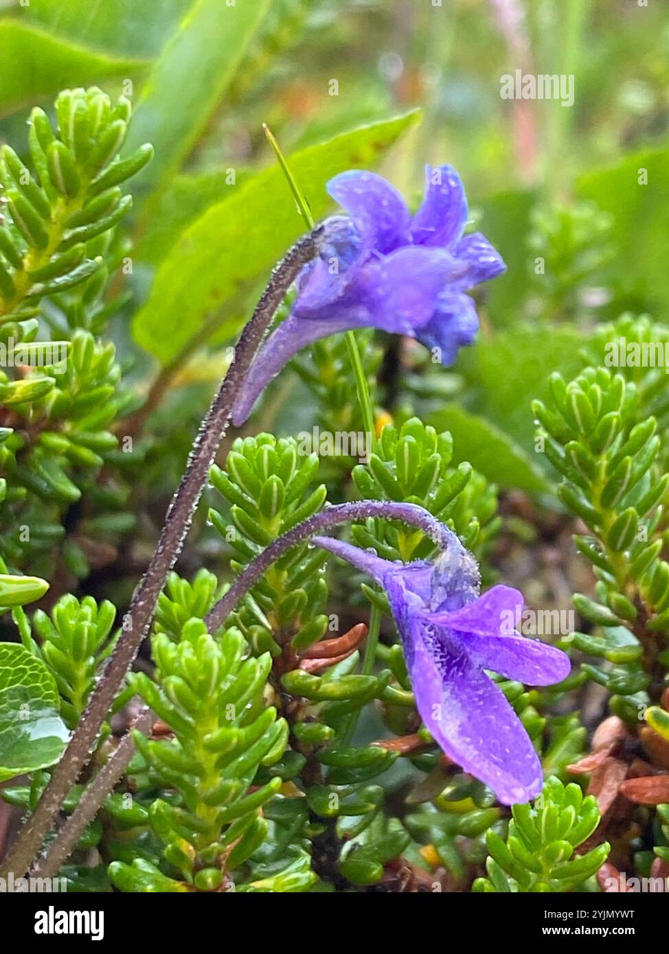 Common Butterwort (Pinguicula vulgaris Stock Photo - Alamy