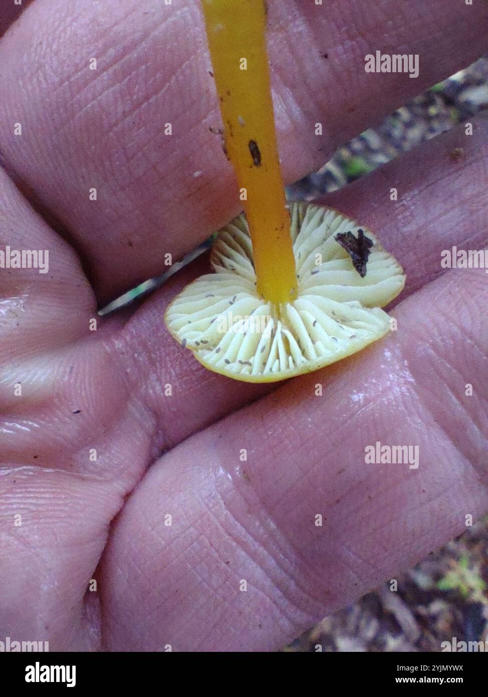 Golden Waxcap (Hygrocybe chlorophana Stock Photo - Alamy