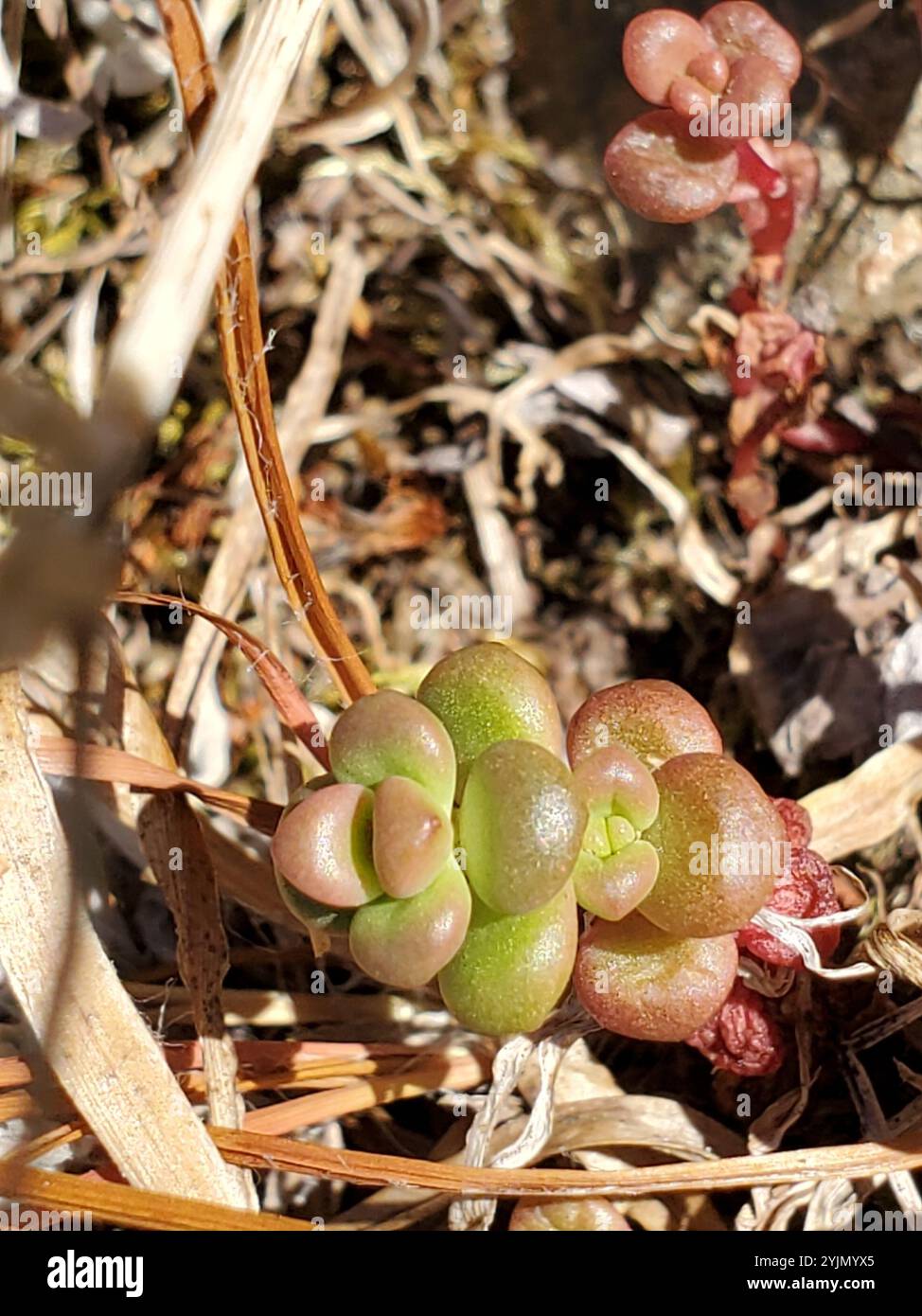 Pacific stonecrop (Sedum divergens Stock Photo - Alamy