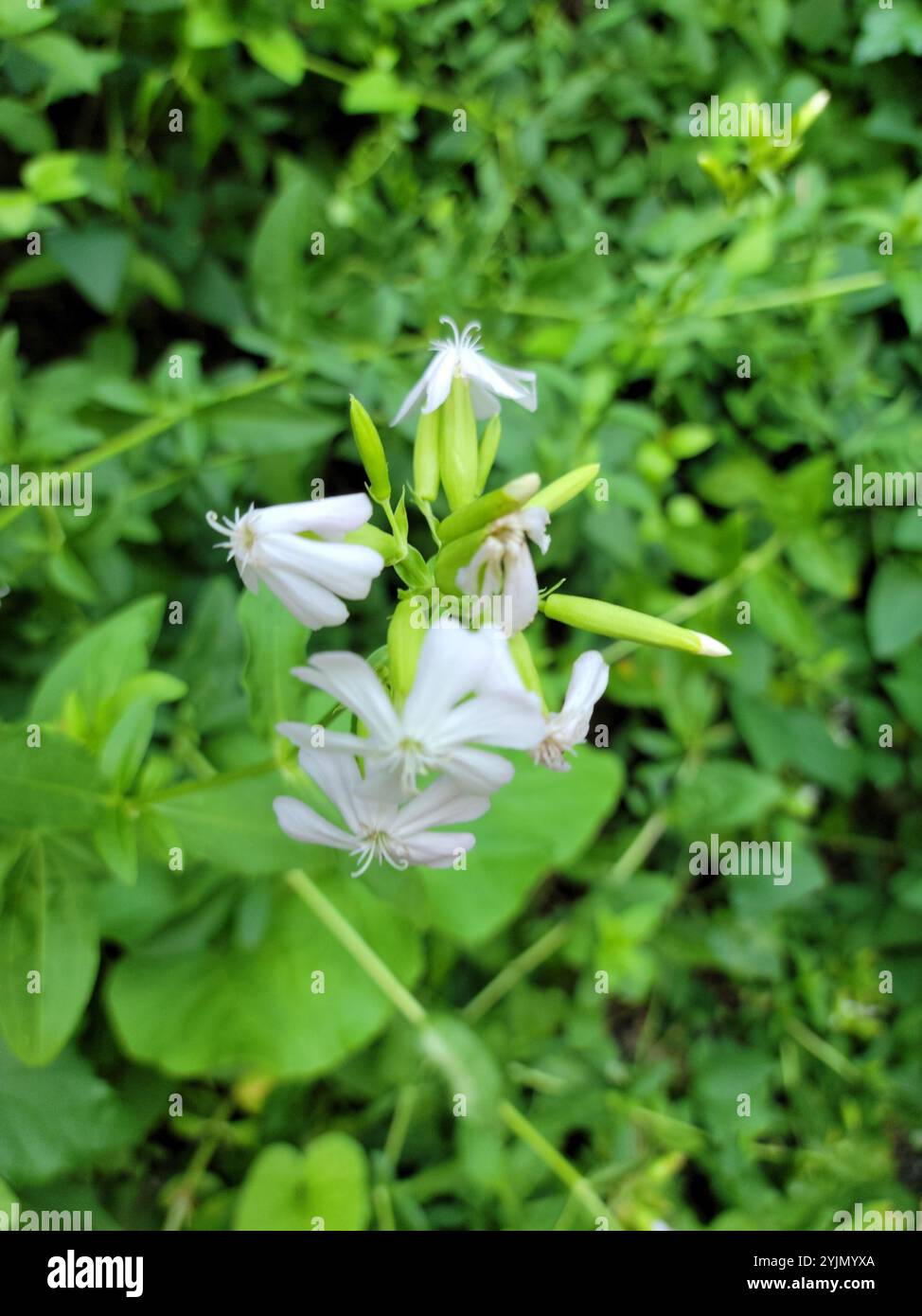 common soapwort (Saponaria officinalis Stock Photo - Alamy