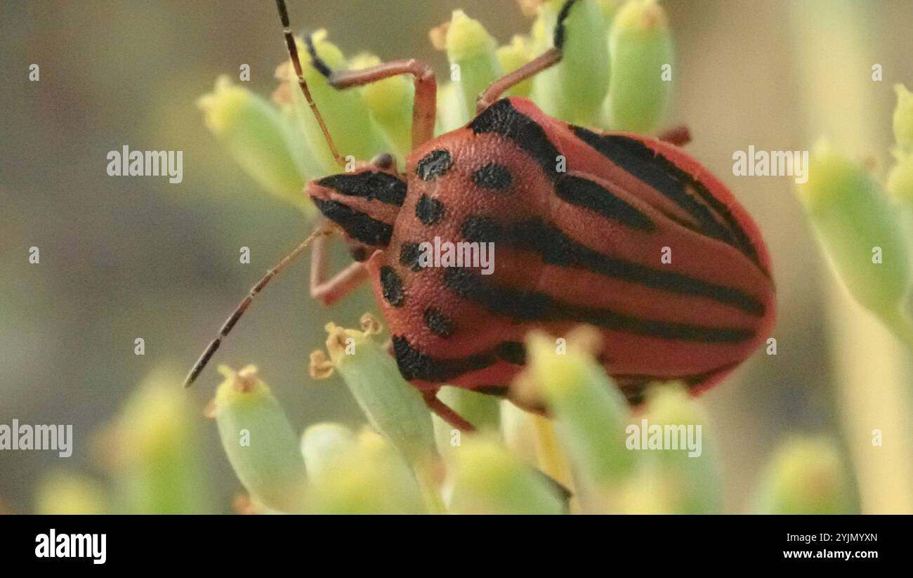 Semipunctated Shield Bug (Graphosoma semipunctatum Stock Photo - Alamy