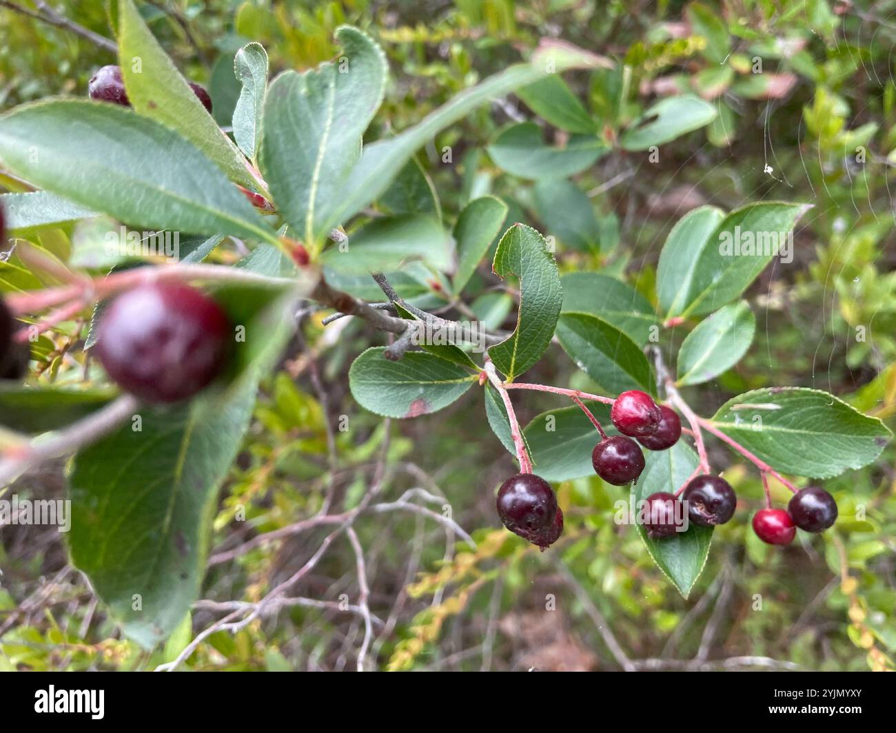 black chokeberry (Aronia melanocarpa Stock Photo - Alamy