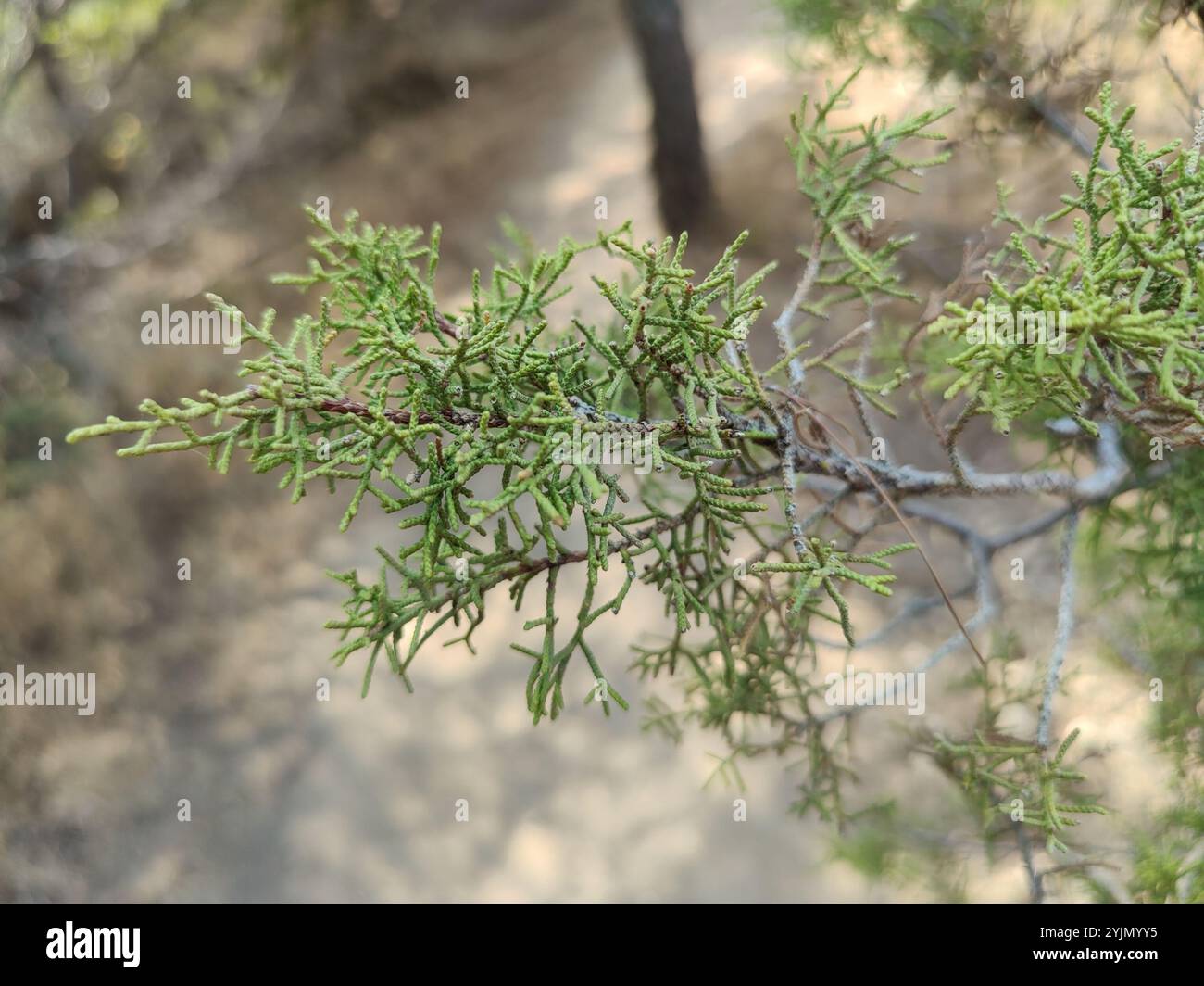 Juniperus turbinata hi-res stock photography and images - Alamy
