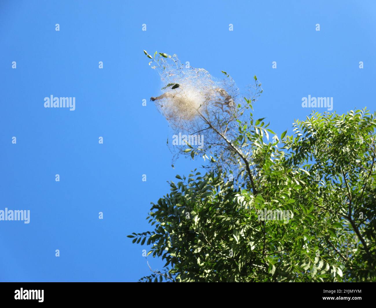 Fall Webworm Moth (Hyphantria cunea Stock Photo - Alamy