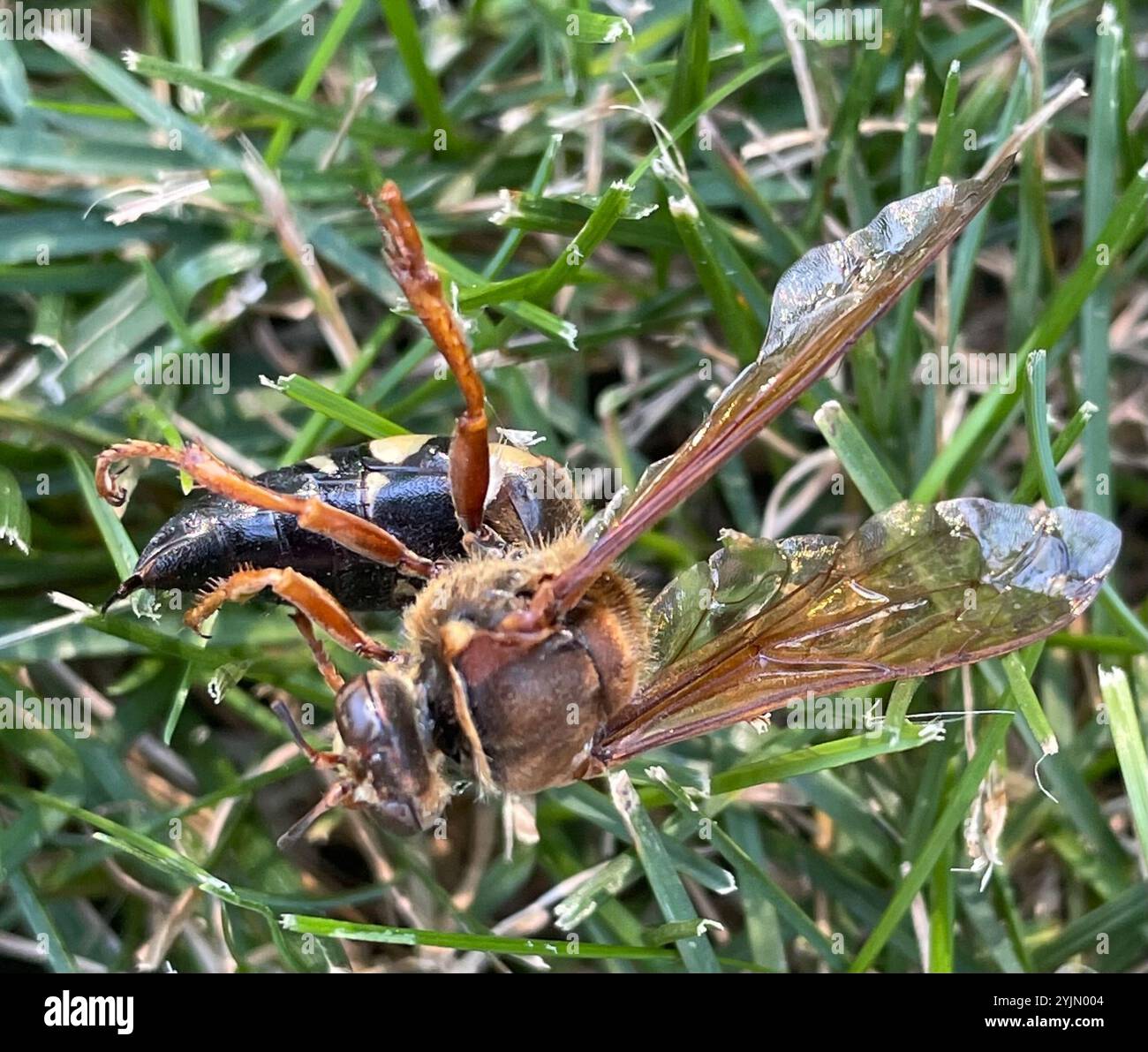 Eastern Cicada-killer Wasp (Sphecius speciosus Stock Photo - Alamy