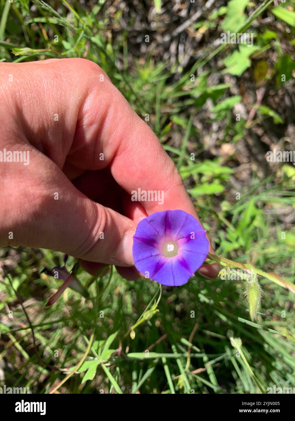 common morning-glory (Ipomoea purpurea Stock Photo - Alamy