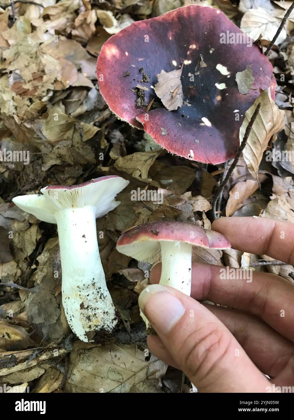 Purple Brittlegill (Russula atropurpurea Stock Photo - Alamy