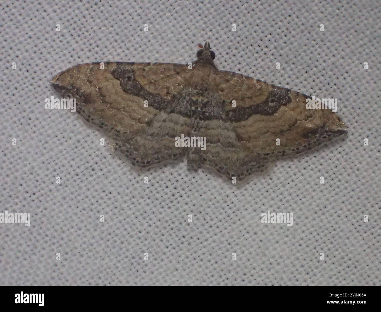 Gem Moth (Orthonama obstipata Stock Photo - Alamy
