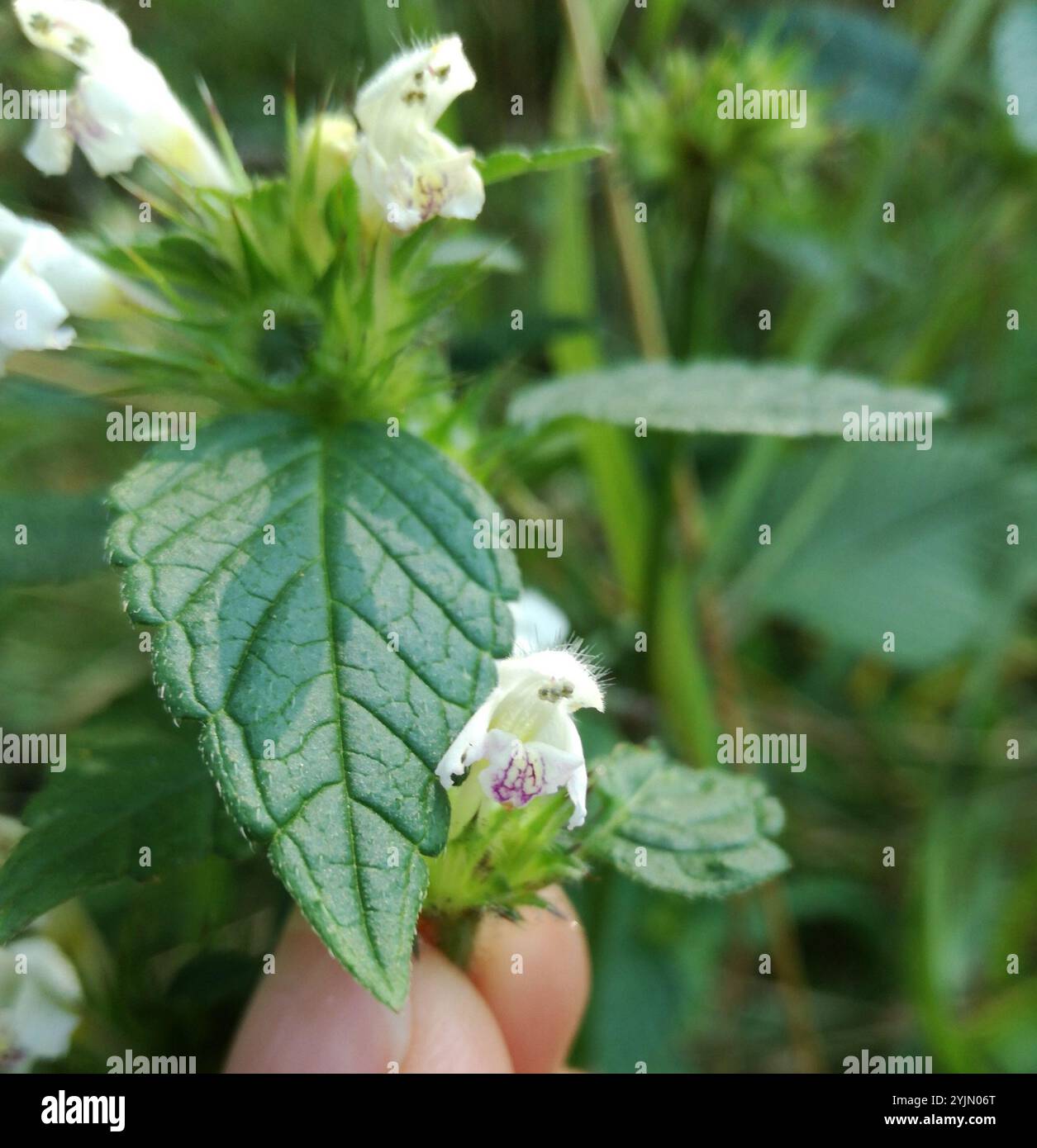 Common hemp-nettle (Galeopsis tetrahit Stock Photo - Alamy