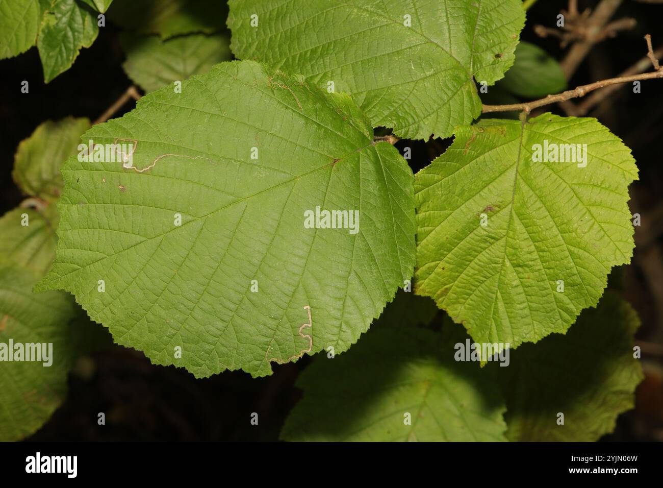common hazel (Corylus avellana Stock Photo - Alamy