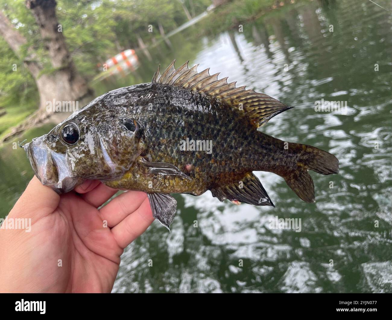 Warmouth (Lepomis gulosus Stock Photo - Alamy