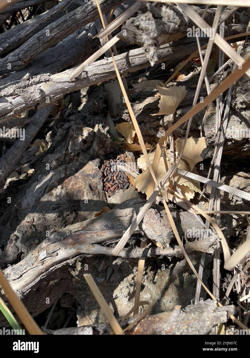 Dusky-footed Woodrat (Neotoma fuscipes Stock Photo - Alamy