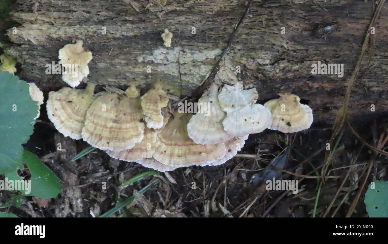 violet-toothed polypore (Trichaptum biforme Stock Photo - Alamy